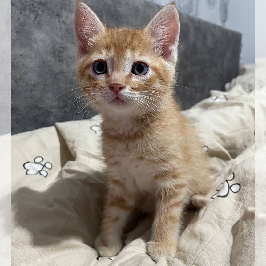Котёнок в добрые руки