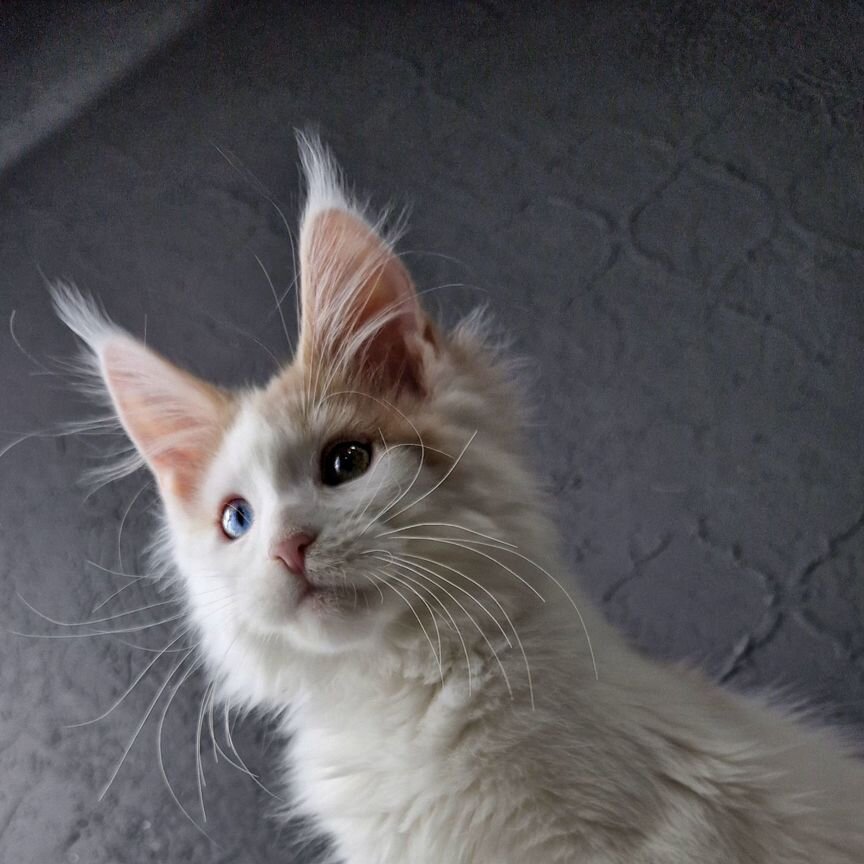 Экcклюзивный мейн кун котенок
