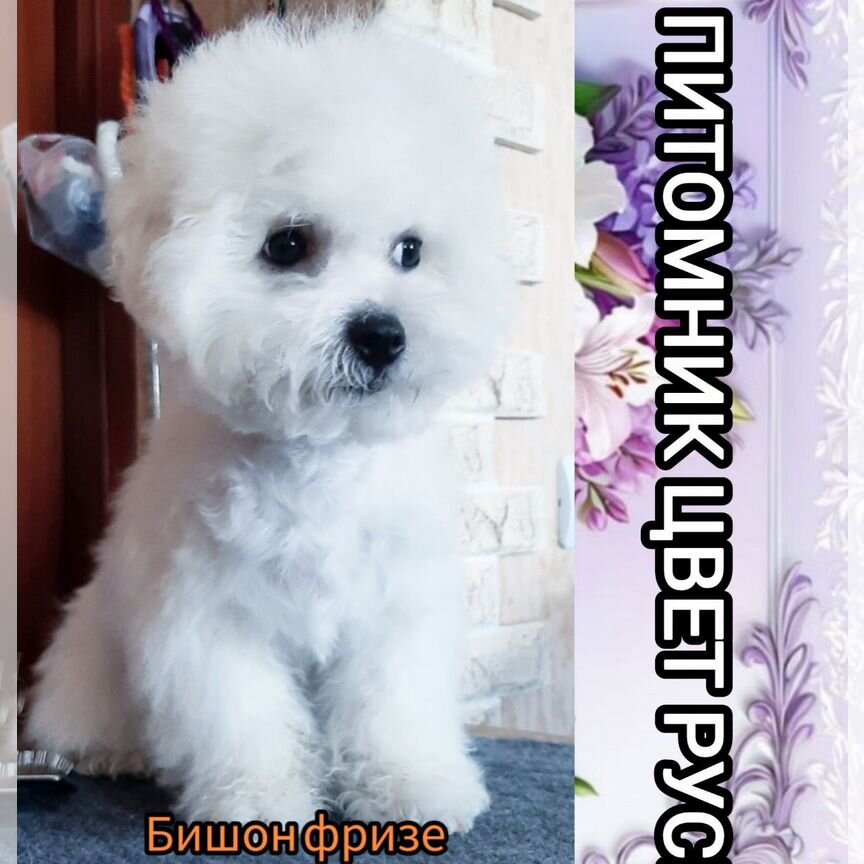Бишон фризе, щенок