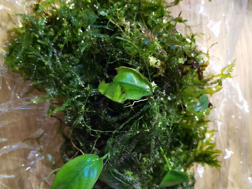 Прополка мхов, анубиас