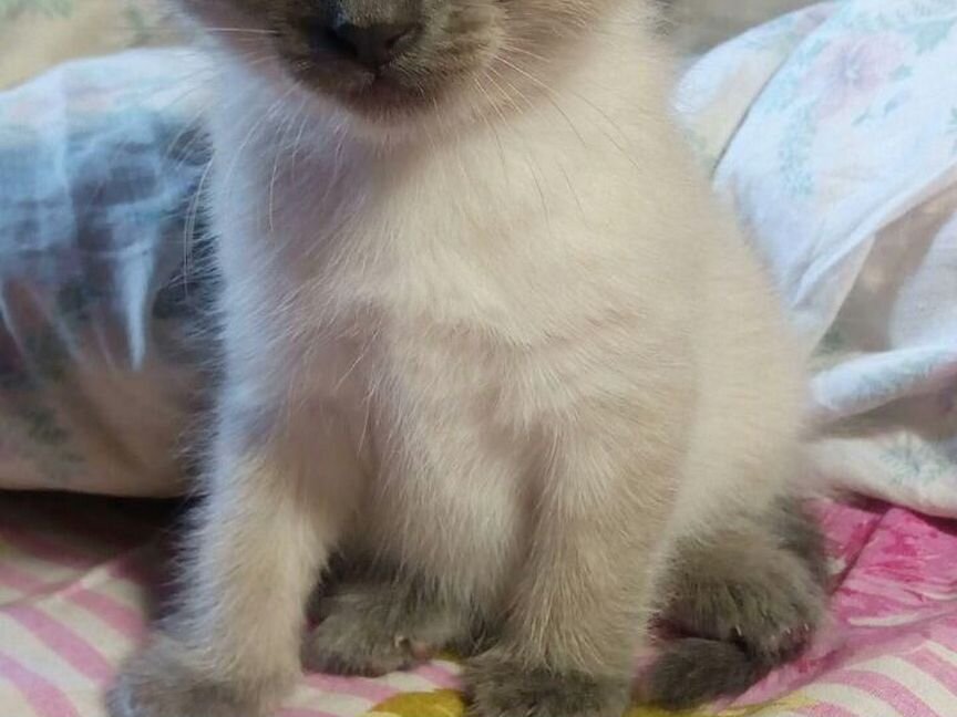Котёнок