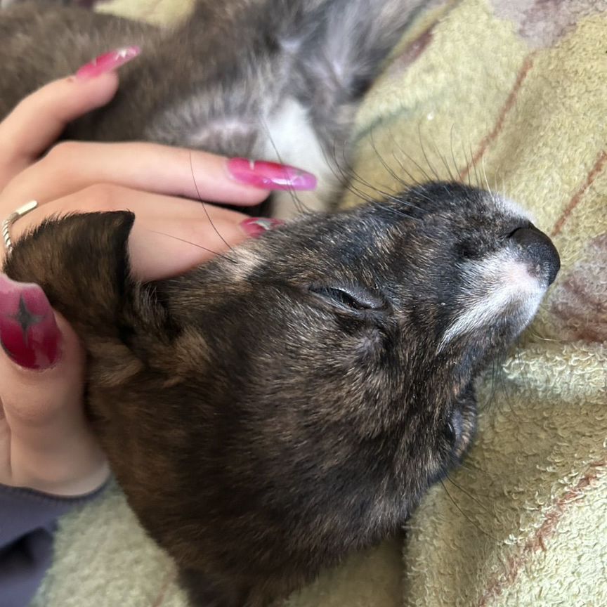 Стаффордширский терьер в добрые руки