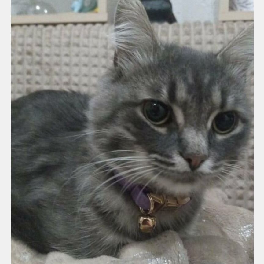 Кот