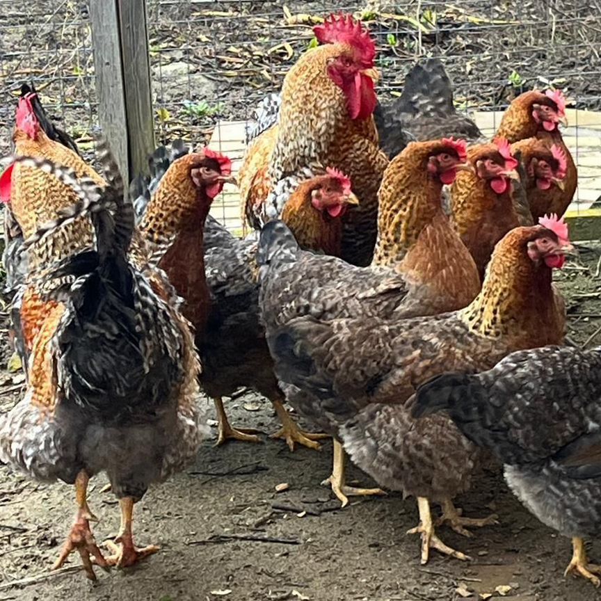 Белифельдер