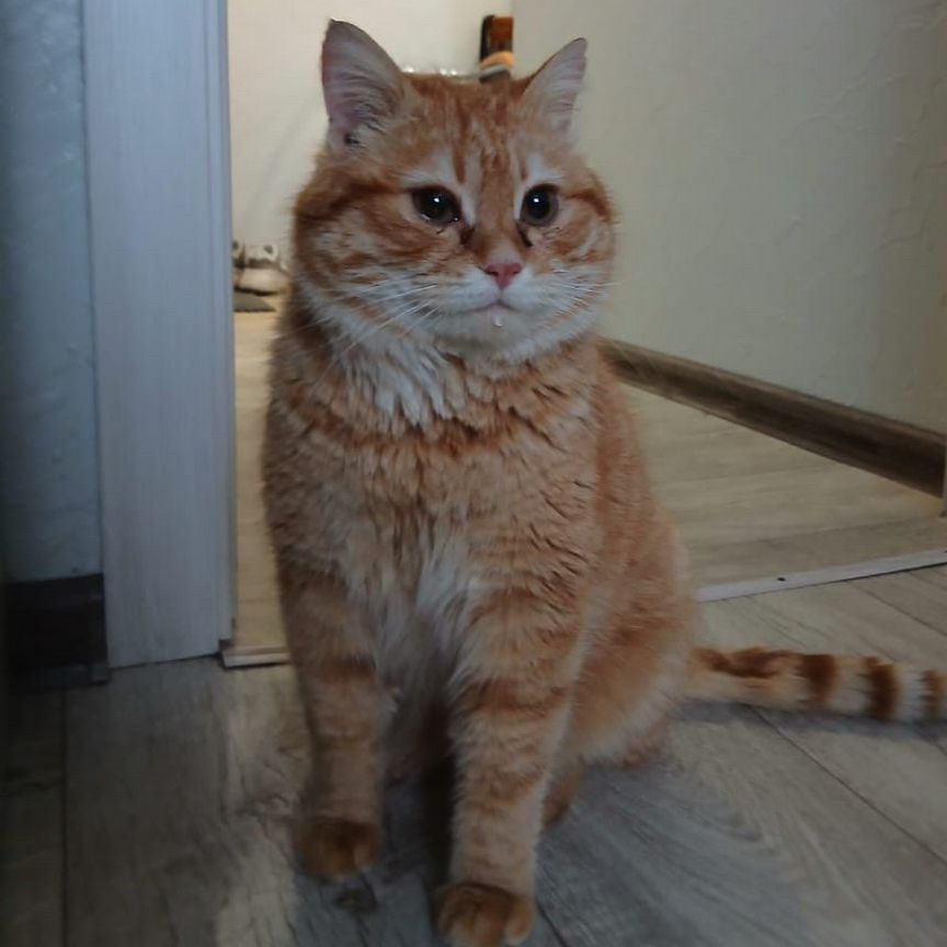 Кот в добрые руки