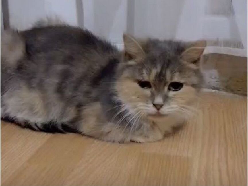 Кошки заболели сос