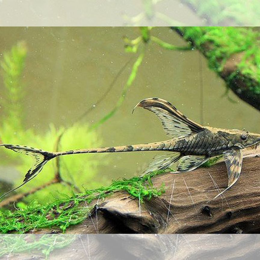 Стурисома панамская, лорикария красная