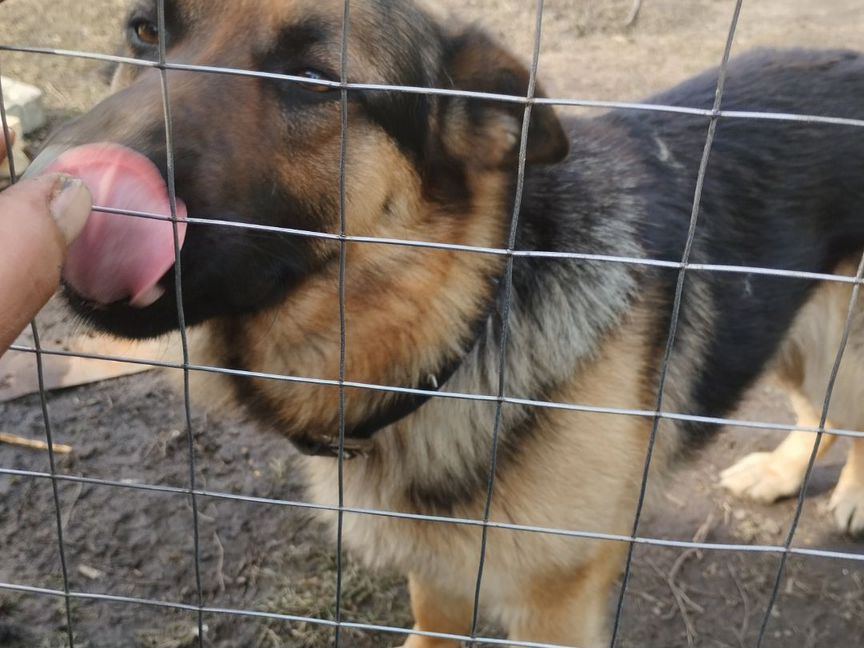 Немец красавчик ищет подругу бесплатно