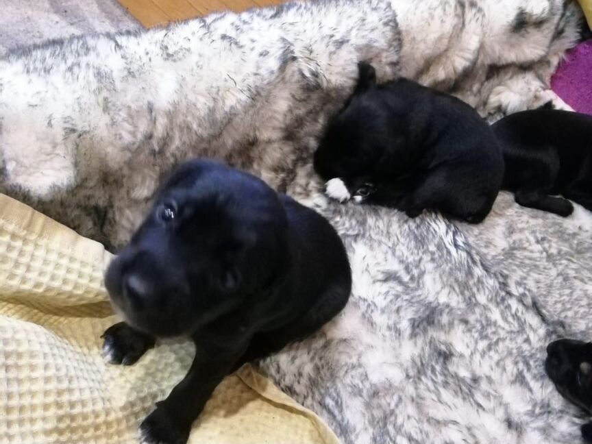 Щенки английского спаниеля