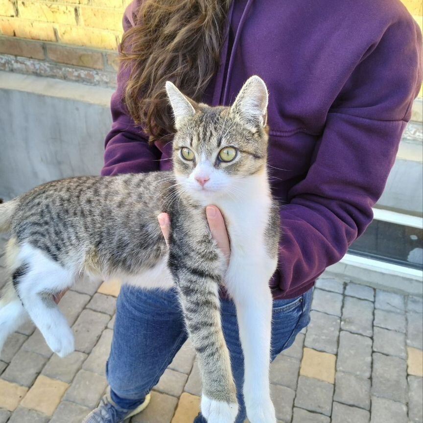 Ласковый котик ищет дом
