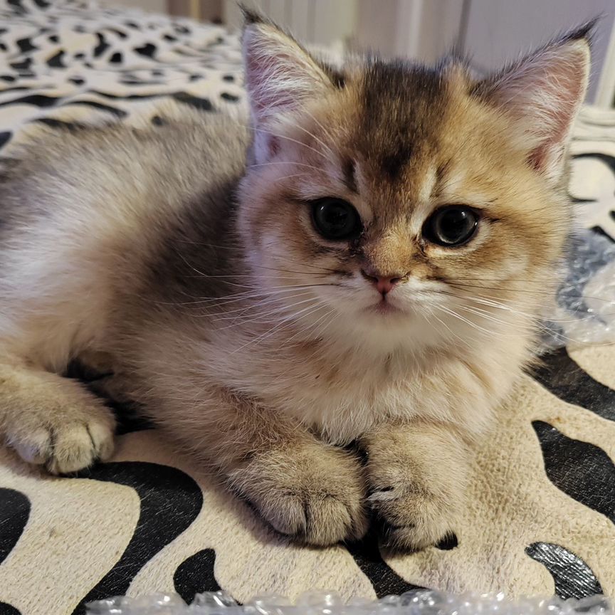 Котенок золотая шиншилла