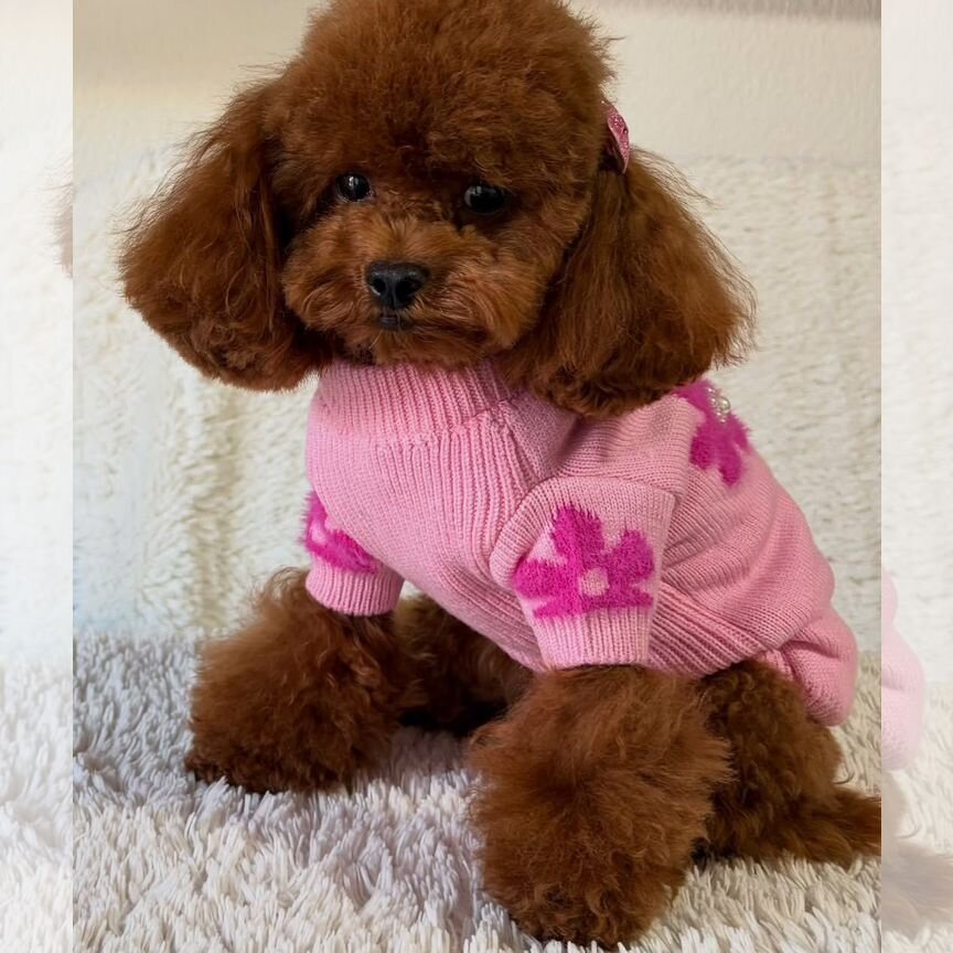 Той-пудель, щенок