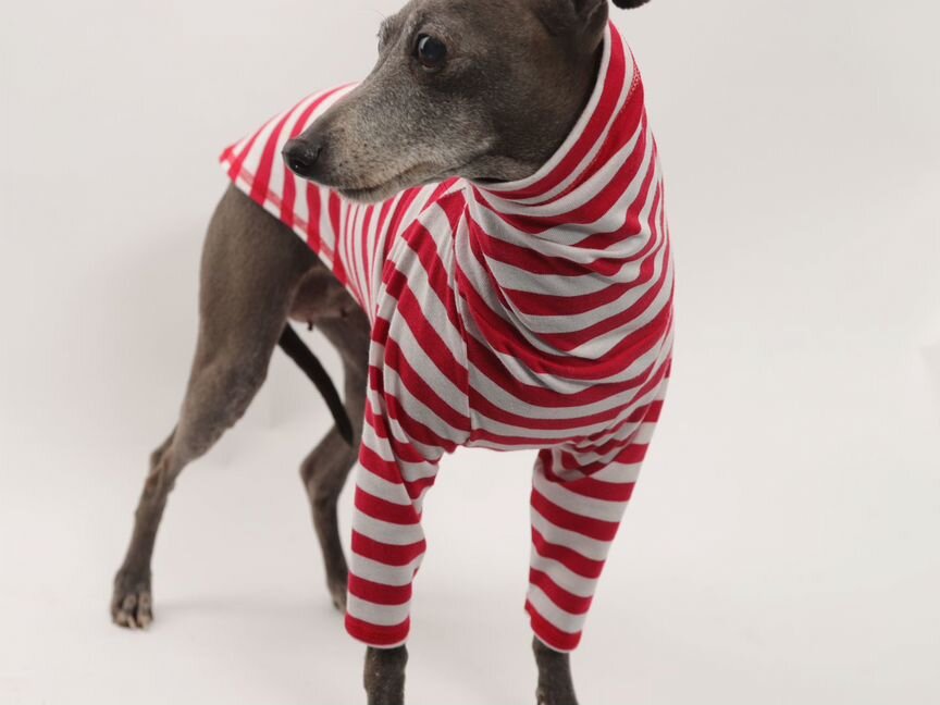 Кофта для левретки DW