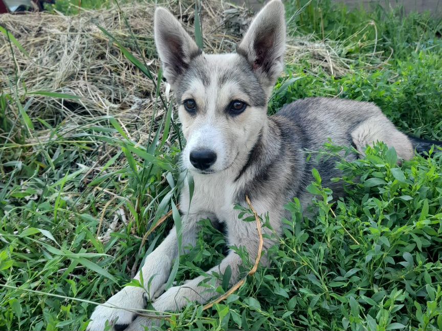 Щенок в добрые руки бесплатно