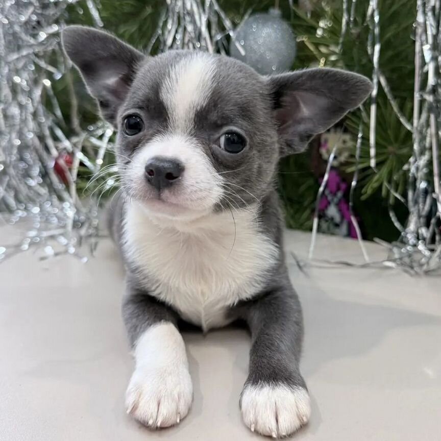 Чихуахуа, щенок