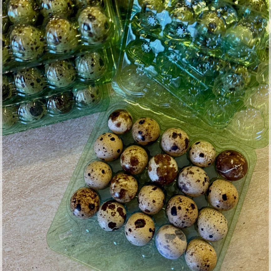 Яйца перепелиные домашние