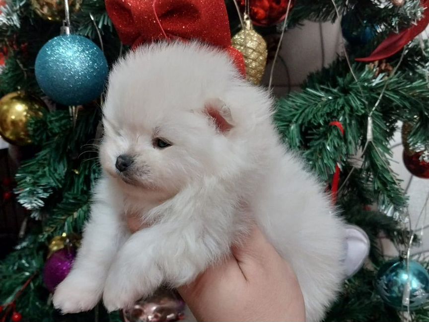 Померанский шпиц белые медвежата