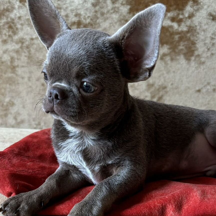 Лиловый красавчик лорд