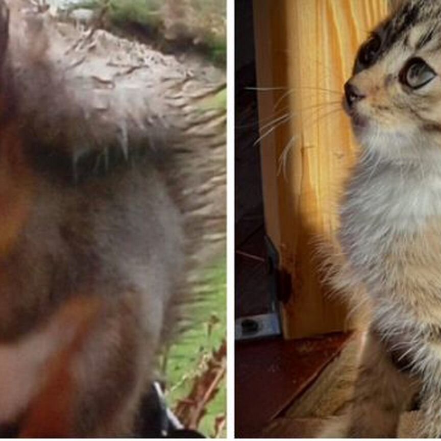 Котеночек-бельченочек - подарок судьбы