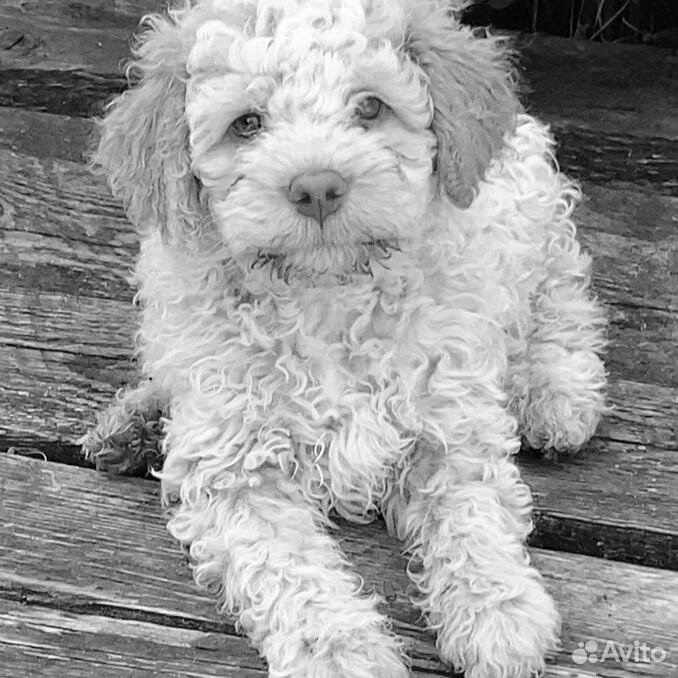 Лаготто романьоло мальчик