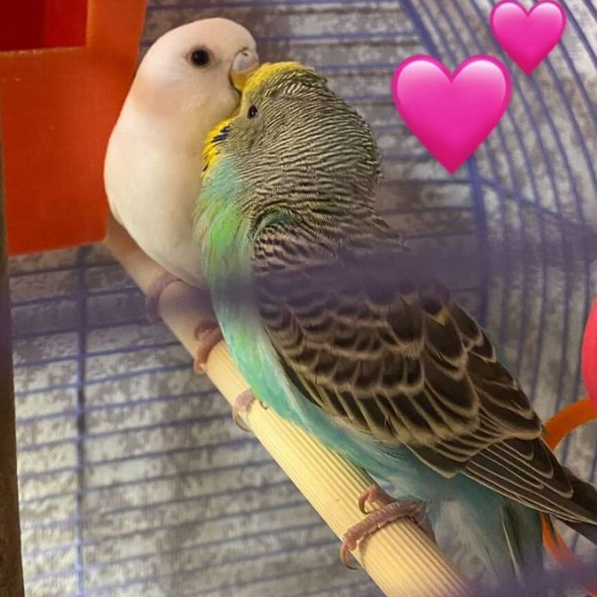 Волнистый попугай