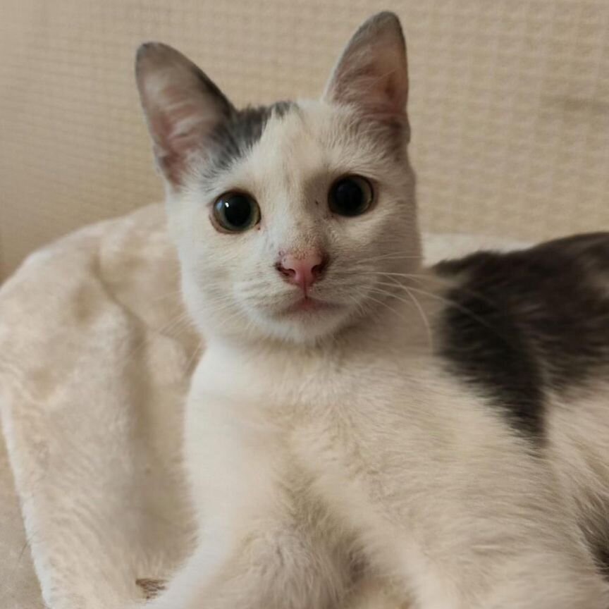 Котёнок Кристофер ждёт настоящую семью