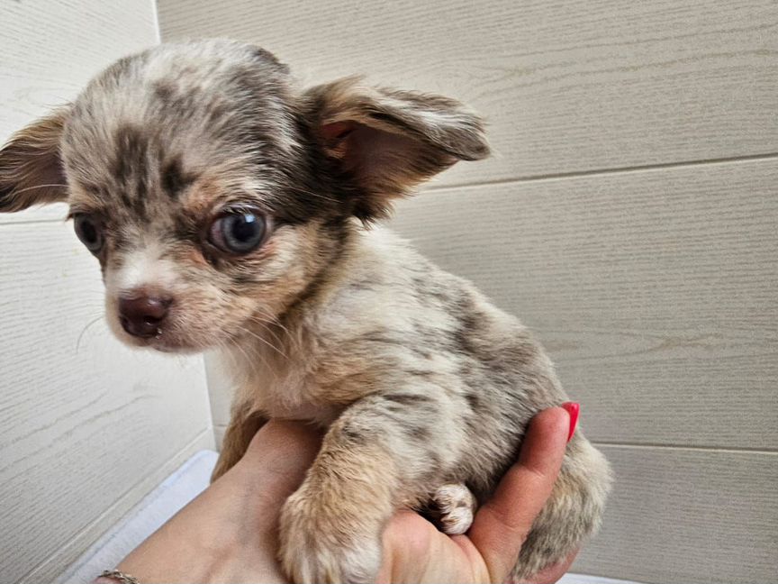 Чихуахуа девочка, мини