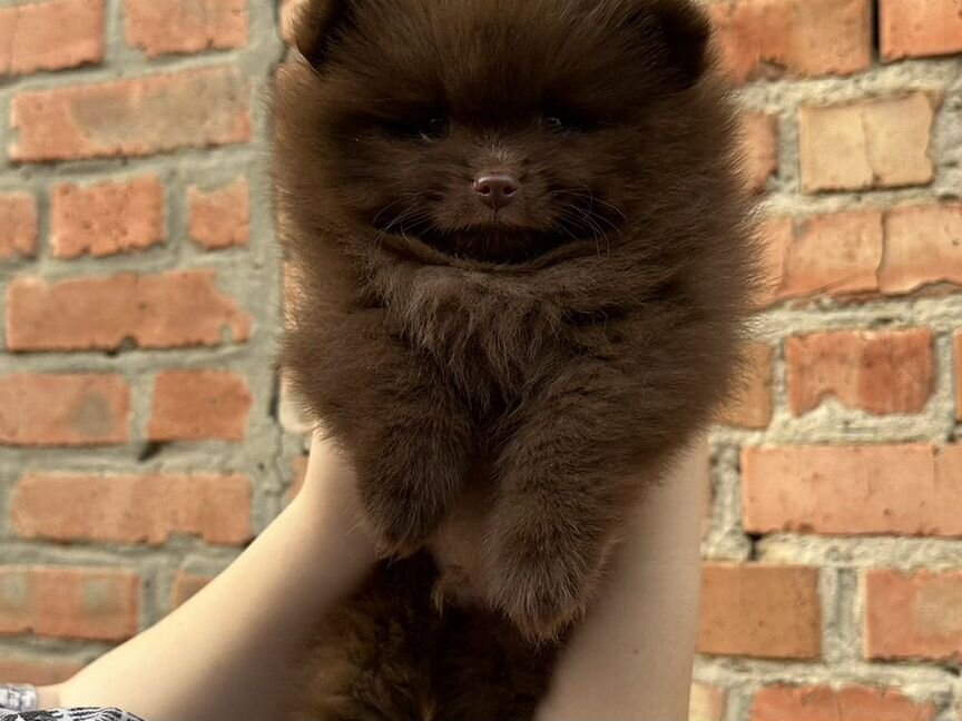 Мальчик шоколад шпиц