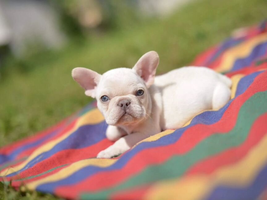 Французский бульдог платинум лилак тан
