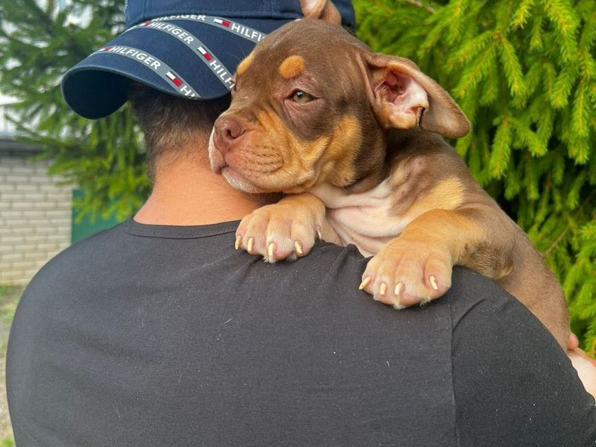 Американский булли