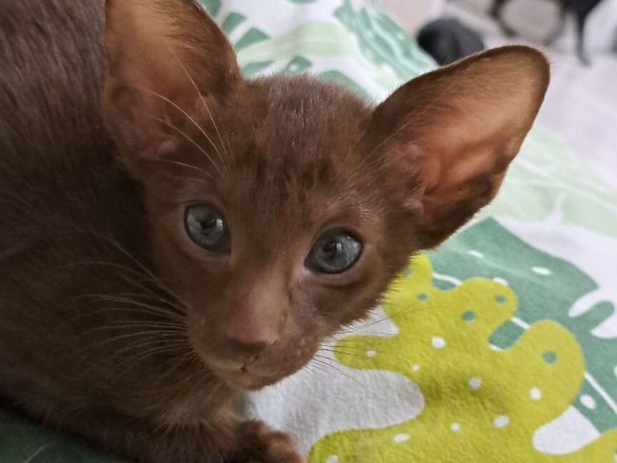 Ориентальные котята
