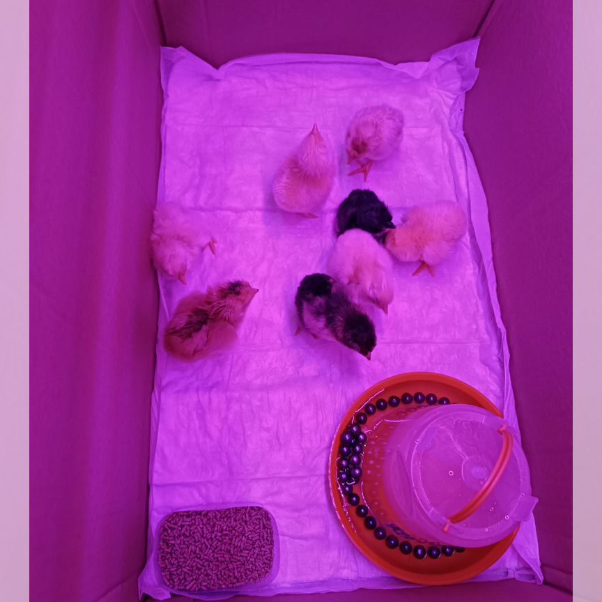 Цыплята несушки