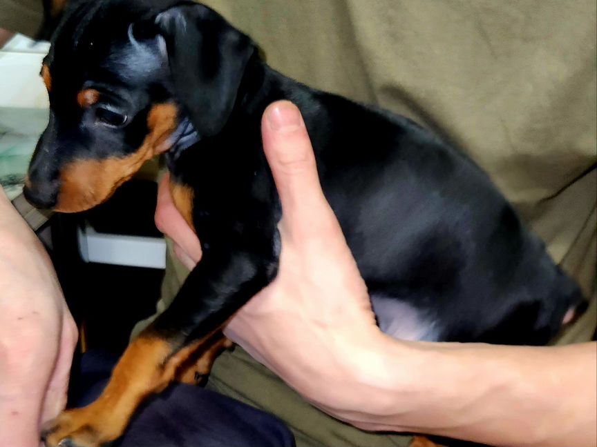 Собаки щенки маленькой породы