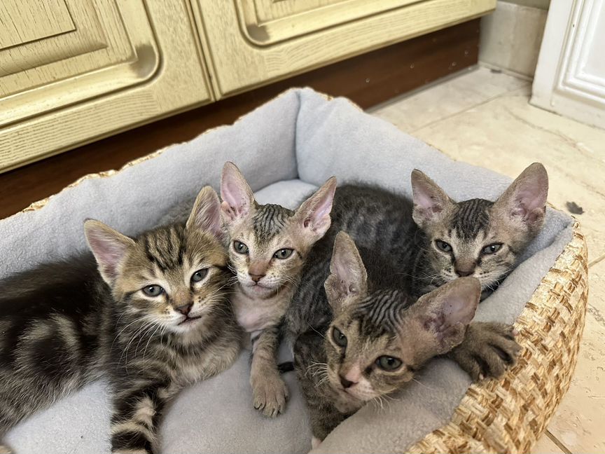 Котята Сфинксы