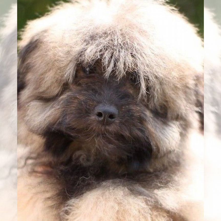 Карликовый пудель, щенок