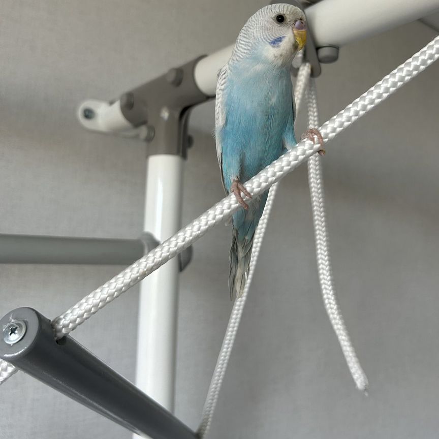 Волнистый попугай с клеткой