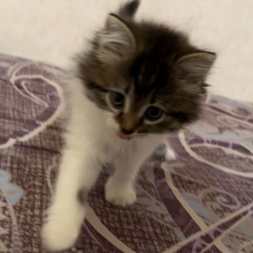 Котёнок в добрые руки