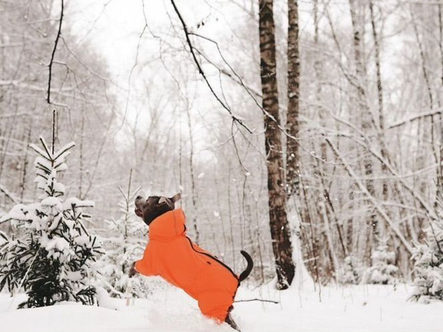 Комбинезон зимний для средней собаки (самца)