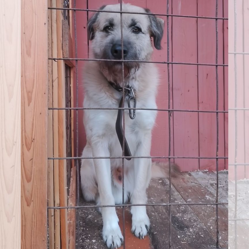 Взрослая собака в добрые руки