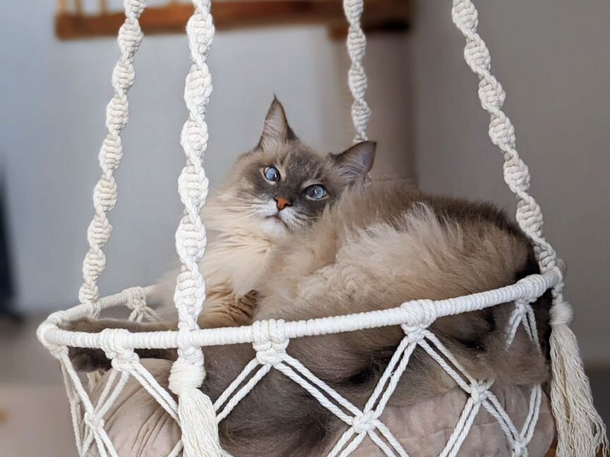 Гамак для кошек