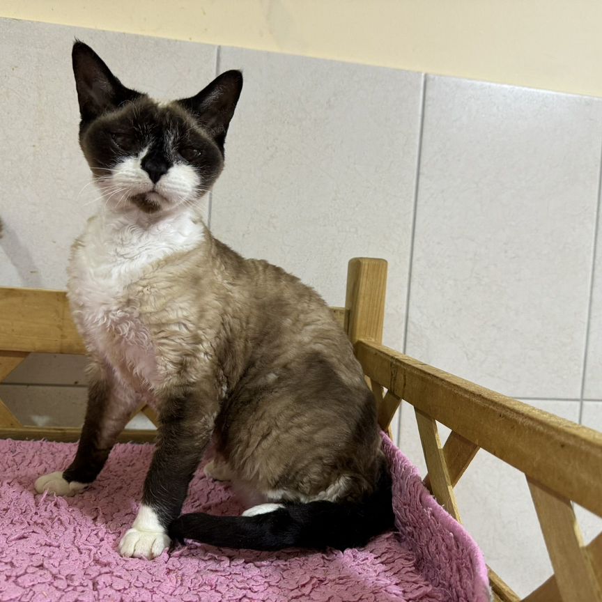 Девон-рекс кошечка Севилла отдам