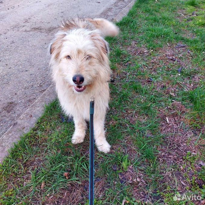 Молодые собачки Сандра и Шерри в добрые руки
