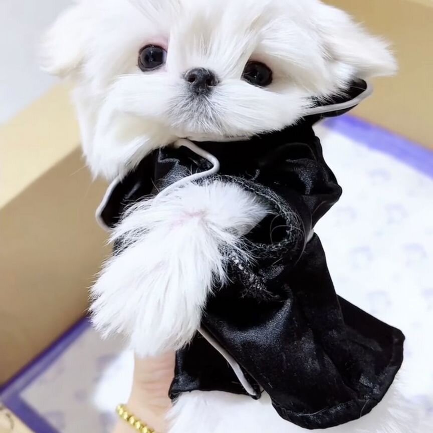 Мальтезе из Китая