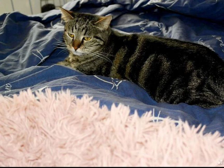 Фиона ищет дом