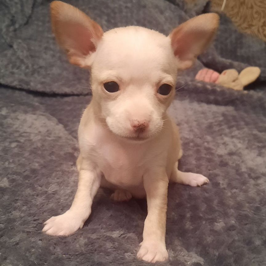 Русский той-терьер, щенок