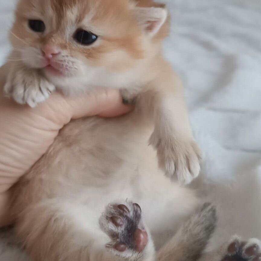 Шотландские золотые шиншиллы котята