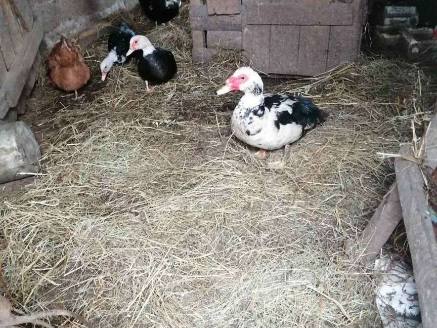 Индоутки и селезни