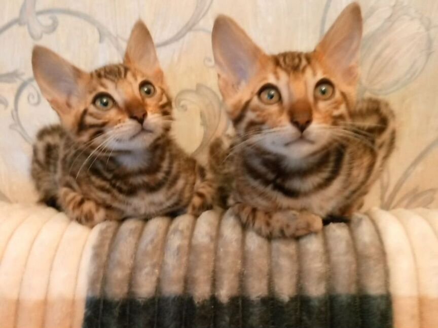 Бенгалы мальчики