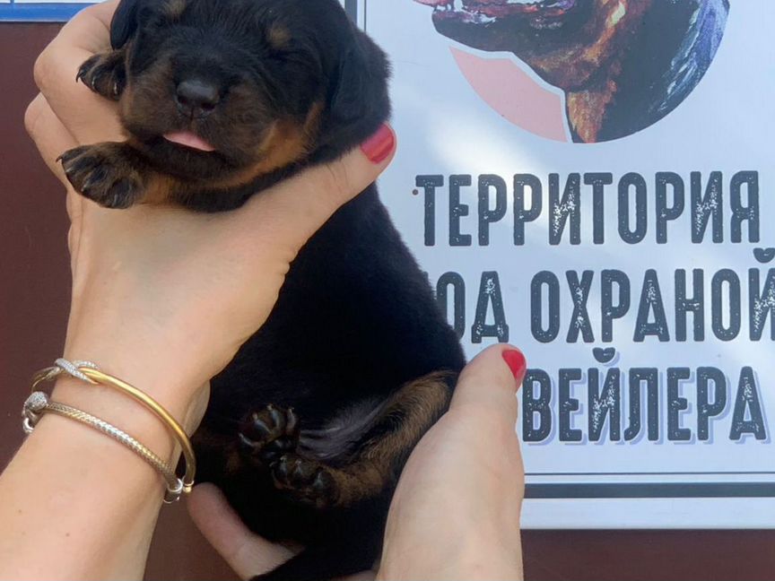 Собака