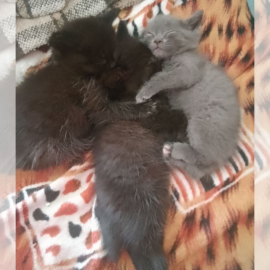 Котята в добрые руки
